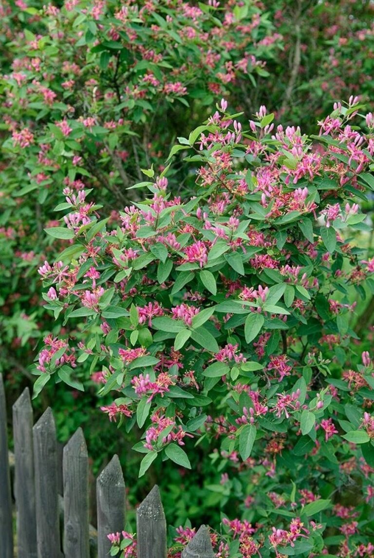 23 Beautiful Honeysuckle Varieties to Brighten Your Garden