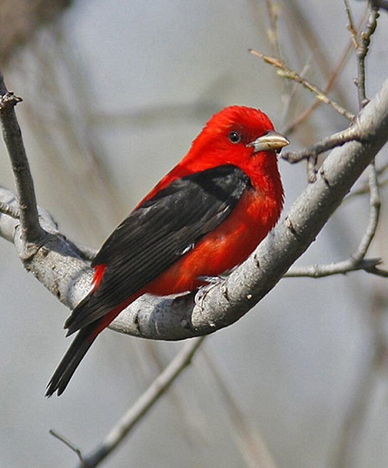 33 Stunning Birds with Red Chest That Brighten Any Garden