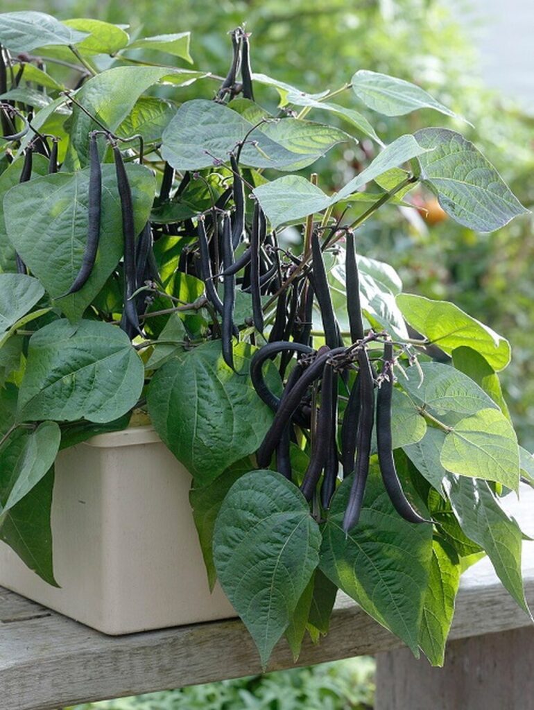 14 Delicious Purple Bean Varieties to Brighten Your Garden