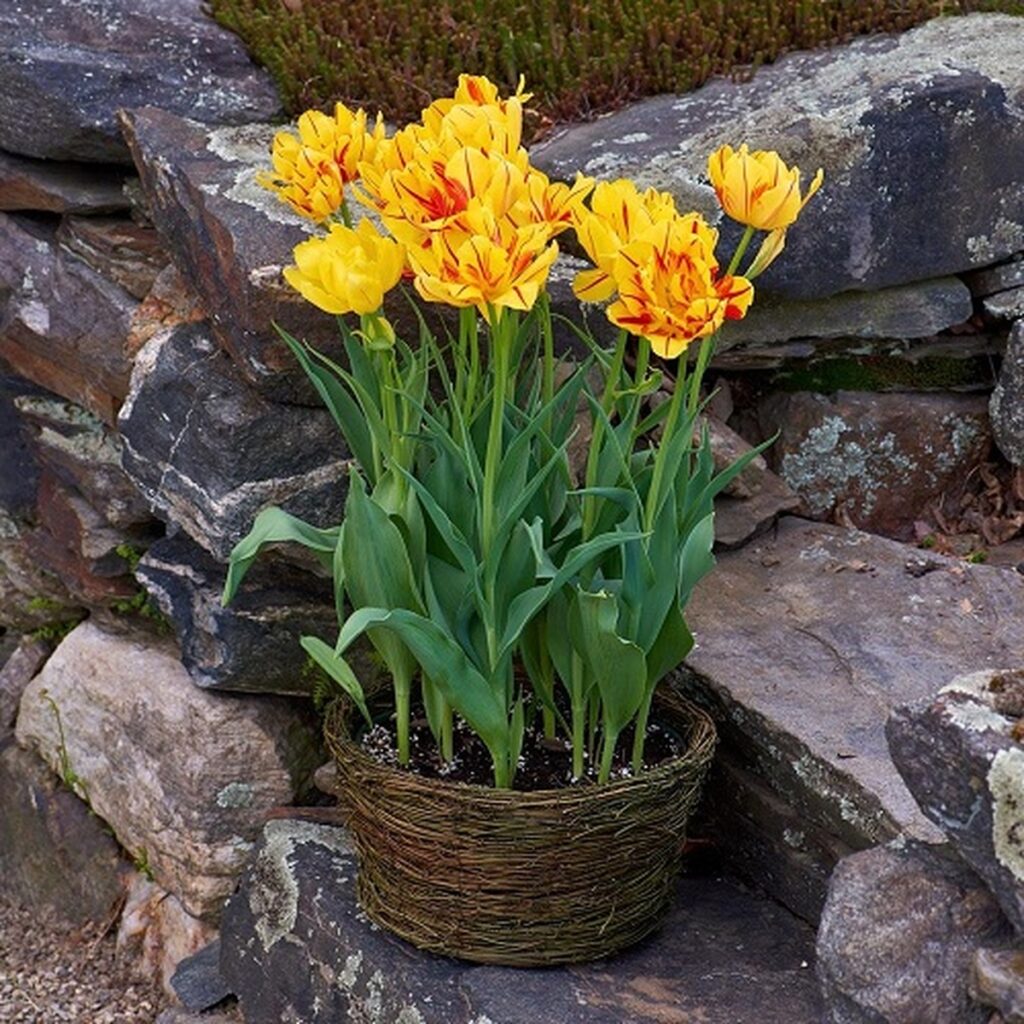 34 Enchanting Yellow Tulip Varieties to Brighten Your Garden