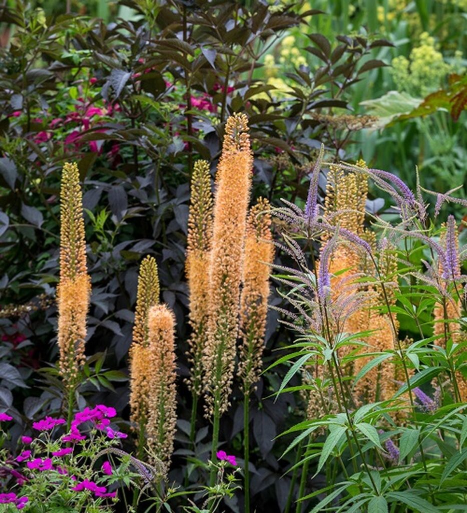 10 Stunning Flowers That Look Like Feathers for Your Garden