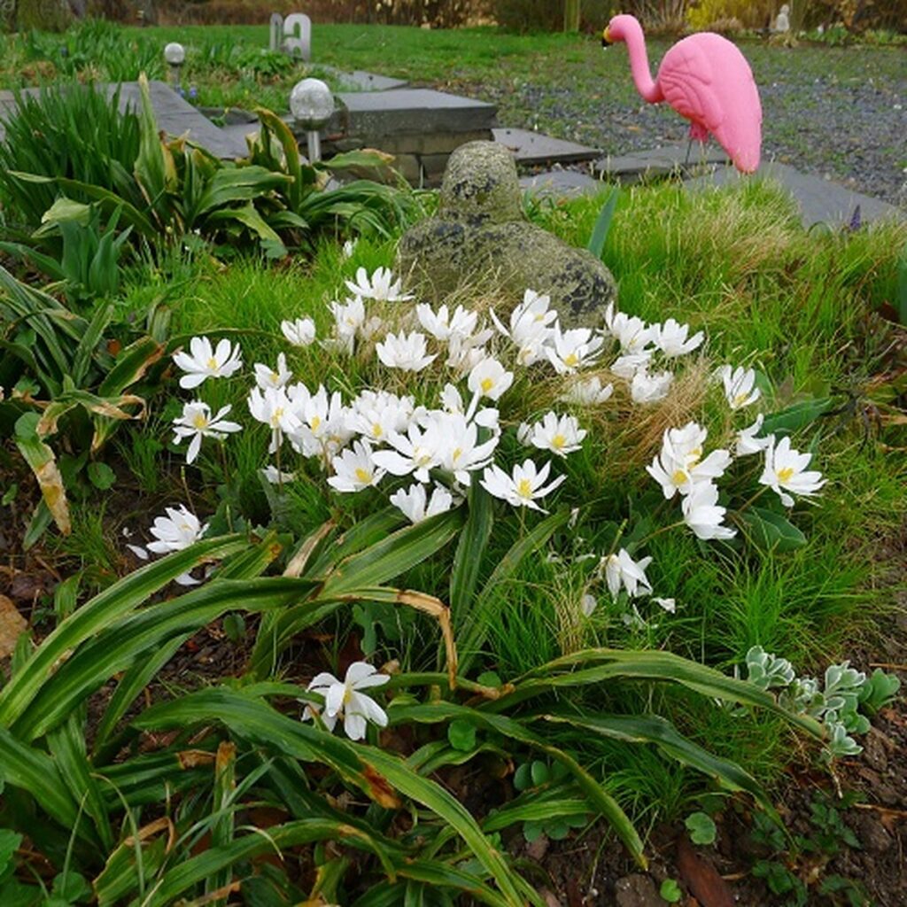 18 Stunning Ground Covers with White Flowers That Enchant