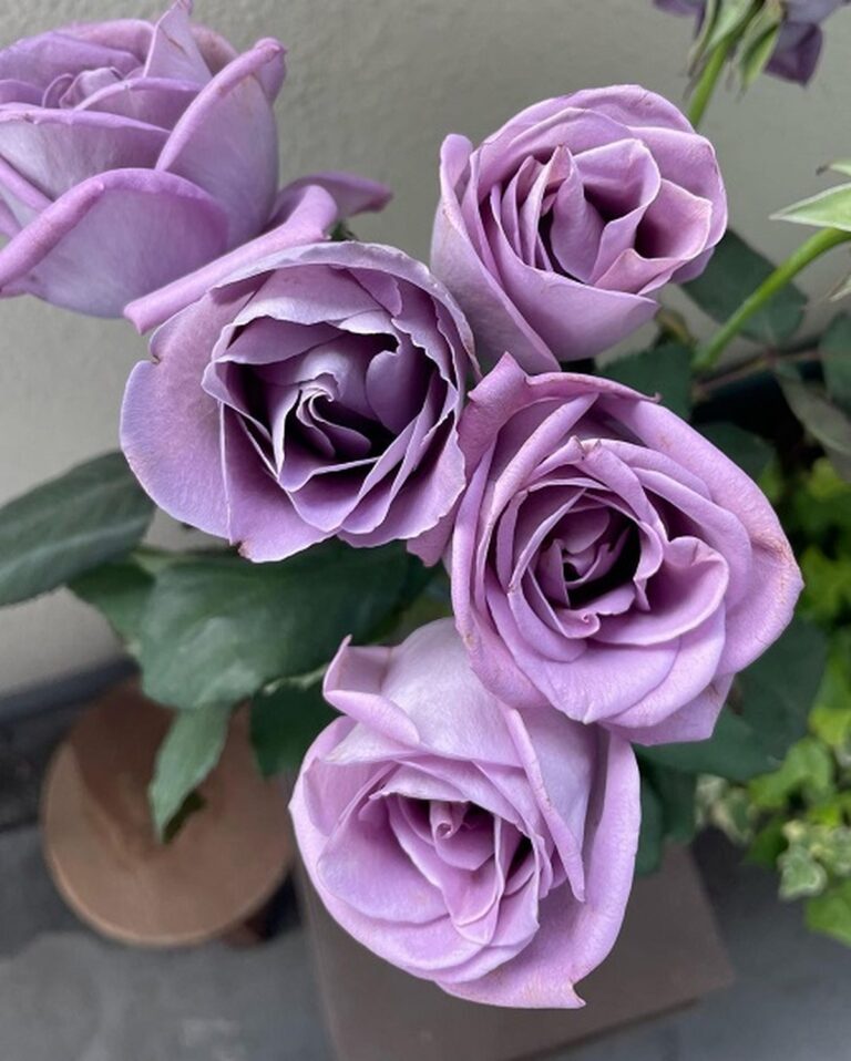 13 Stunning Blue Rose Varieties: Find Your Perfect Blooming Beauty