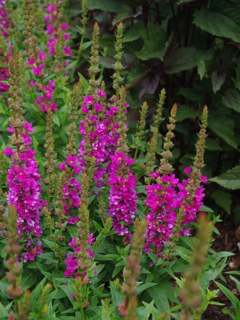 22 Beautiful Cone Shaped Flowers That Brighten Any Garden