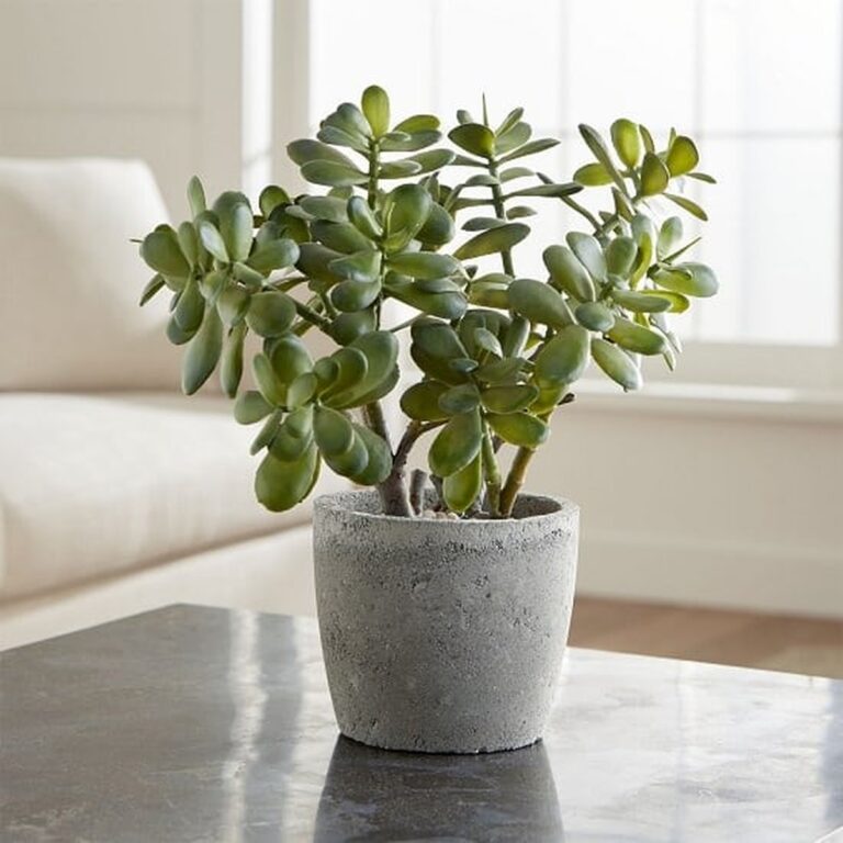 22 Gorgeous Shade Tolerant Succulents for Dark Corners