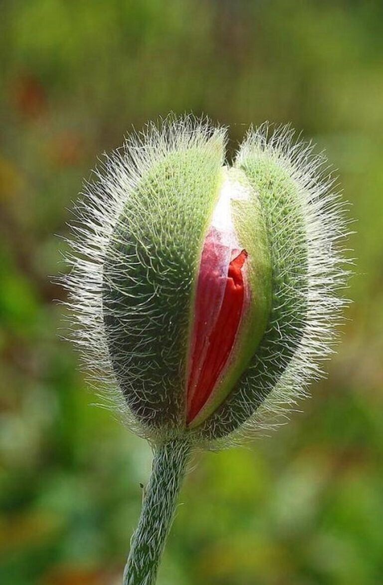 17 Amazing Plants That Look Like Human Body Parts