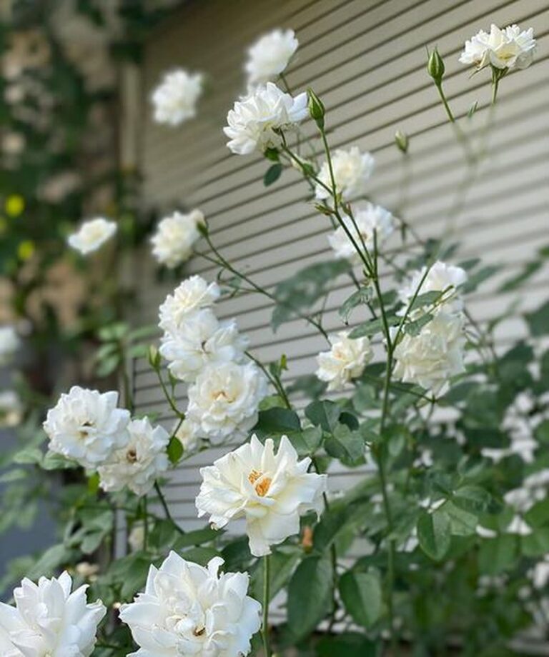 26 Beautiful Shade Tolerant Roses for Your Garden Hideaway