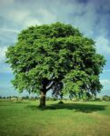 21 Beautiful Types of Elm Trees: Your Simple Identification Guide
