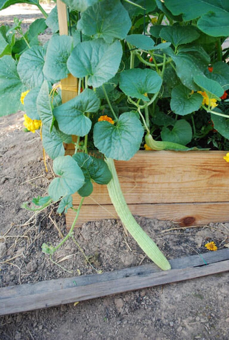 15 Delightful Fruits That Grow on Vines and Climbers