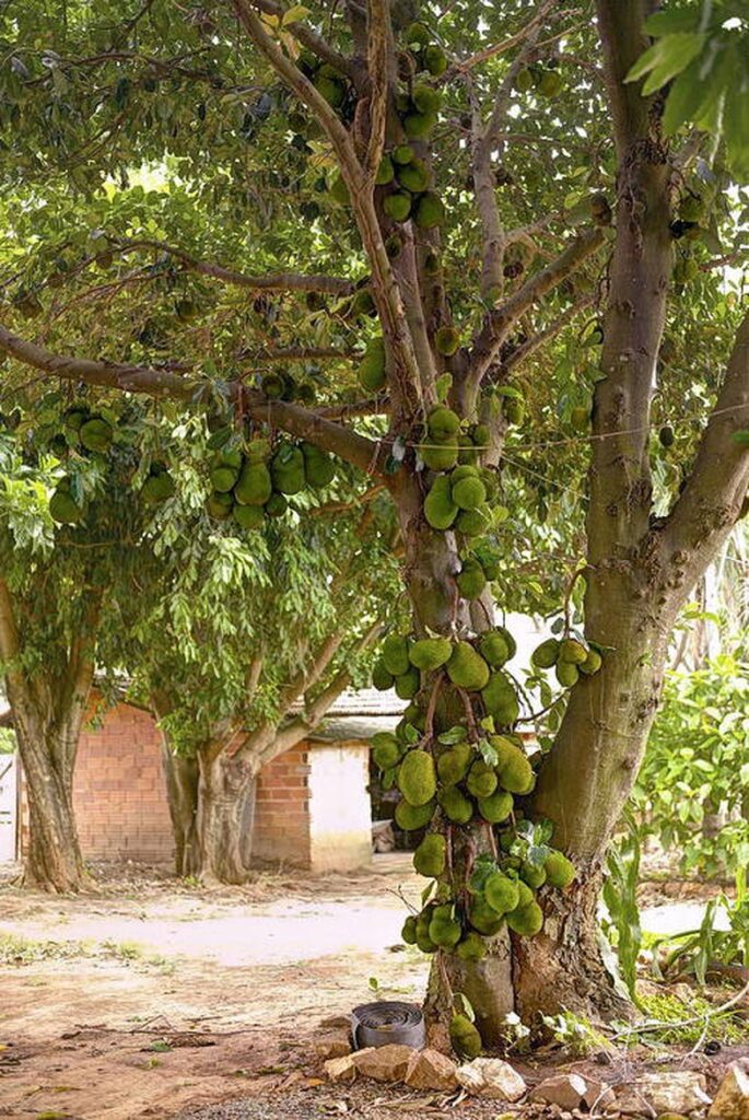 11 Delicious Tree-Grown Vegetables That Will Amaze You