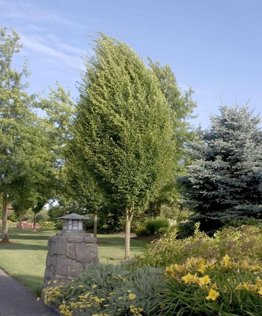 25 Enchanting Trees With Smooth Gray Bark That Stun Year-Round