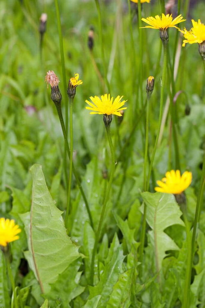 14 Beautiful Flowers That Look Like Dandelions But Aren't