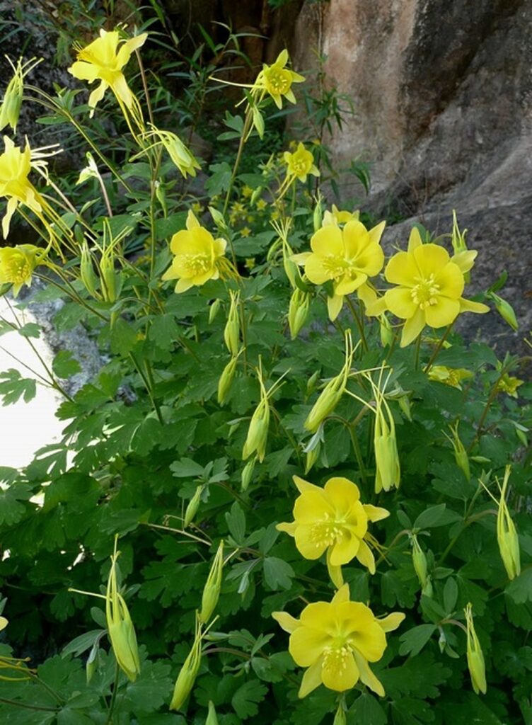 26 Stunning Gold Flowers That Add Luxury To Any Garden