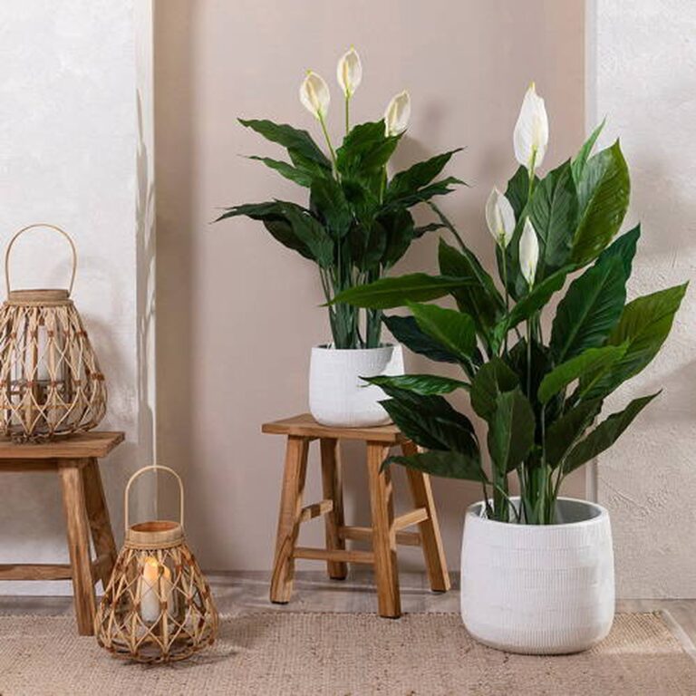 18 Stunning Places to Display Your Peace Lily Plant at Home