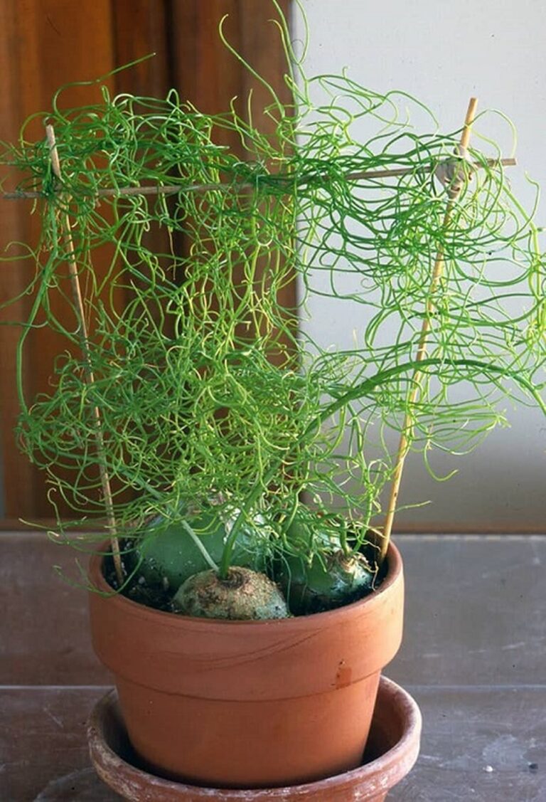 53 Gorgeous Flowering Vines and Climbers for Garden & Containers