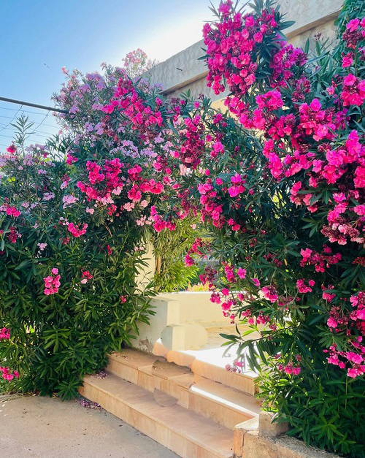 11 Speedy-Growing Shrubs For Privacy in Texas That Amaze