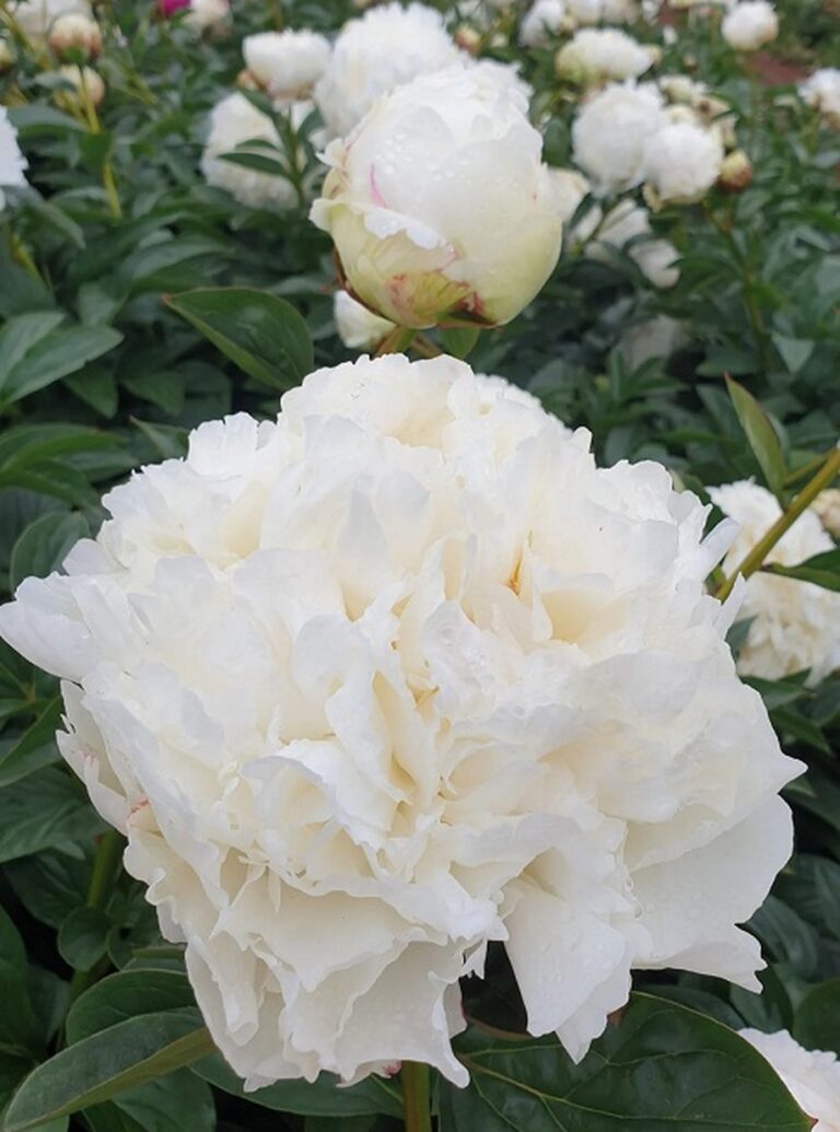 10 Stunning Ivory Flowers That'll Brighten Your Garden