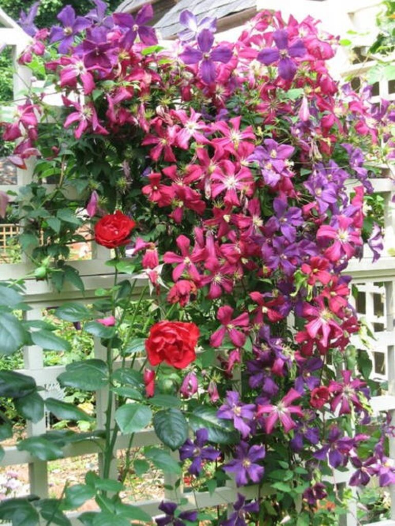 29 Stunning Pink Flowering Bushes That Brighten Any Garden