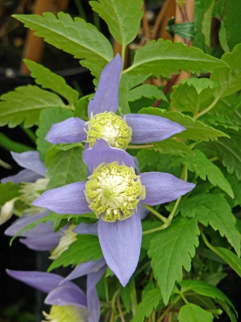 17 Stunning Blue and White Flowers for a Dreamy Garden