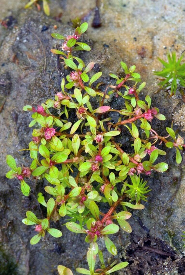 20 Exotic Weeds With Red Vines and Stems to Discover