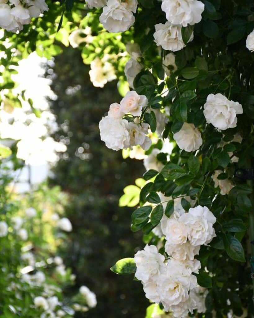 26 Beautiful Shade Tolerant Roses for Your Garden Hideaway