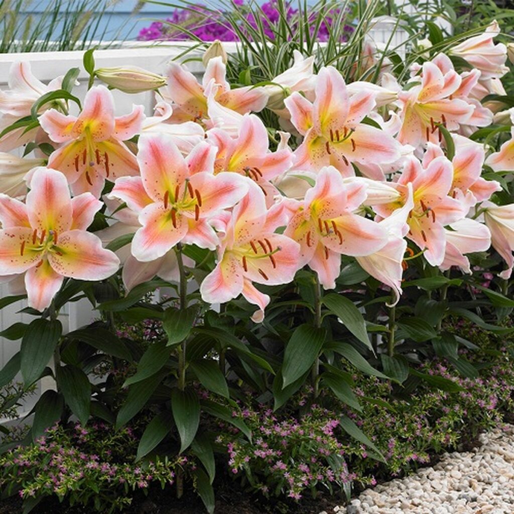 20 Stunning Pink Lily Varieties That Brighten Any Garden