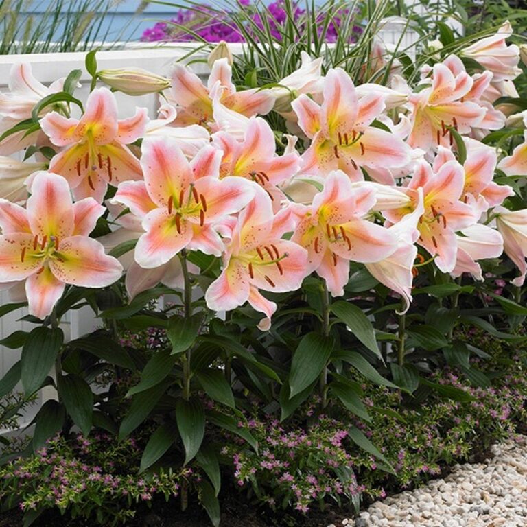 20 Stunning Pink Lily Varieties That Brighten Any Garden