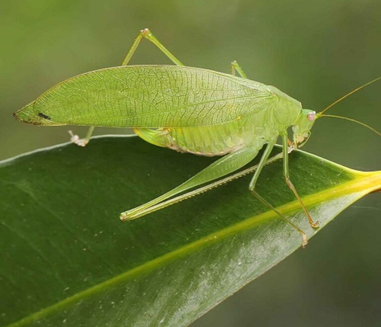 12 Fascinating Green Bugs That Look Like Leaves - Nature's Tricksters