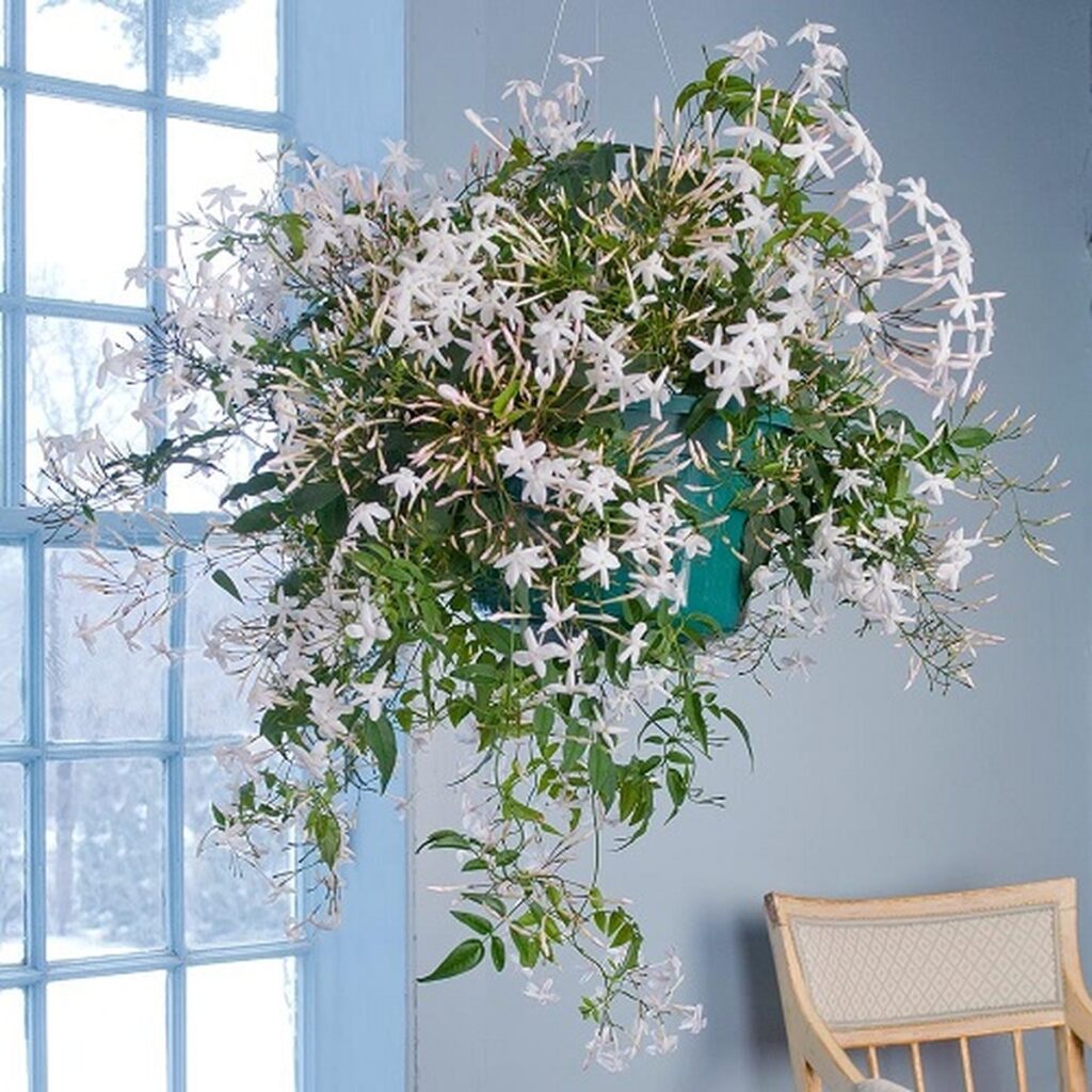 32 Enchanting Chinese Flowers That Bloom With Eastern Charm