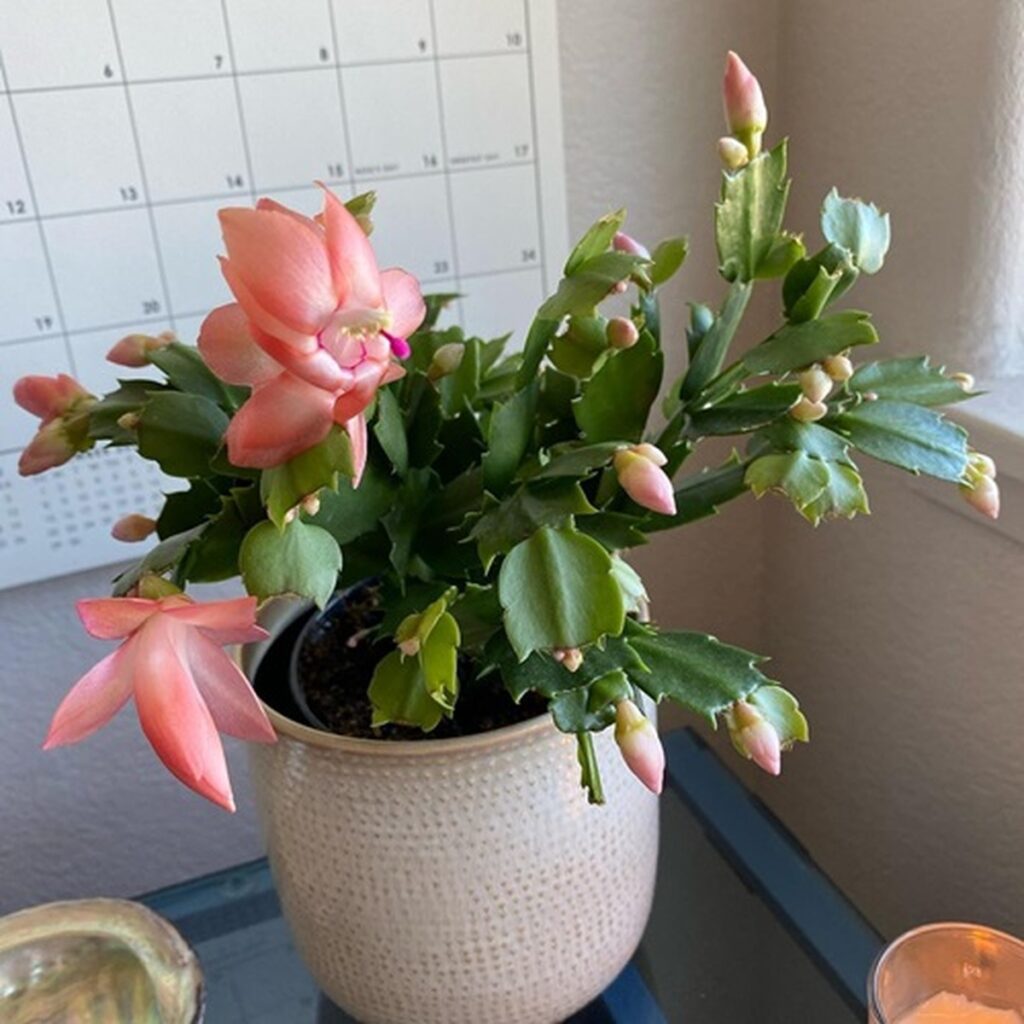 10 Enchanting Types of Christmas Cactus Varieties to Brighten Homes
