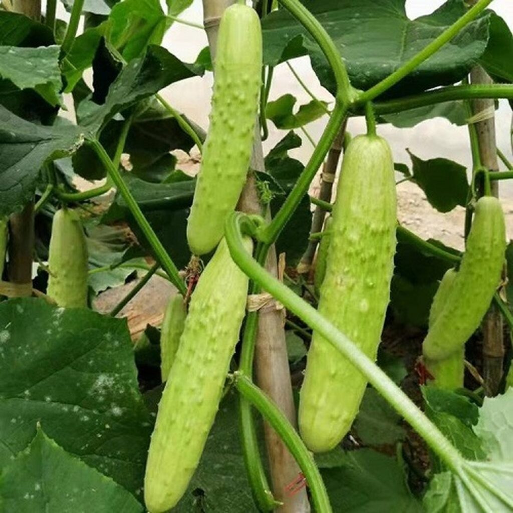 20 Delightful Mini Cucumber Varieties for Your Garden Delight