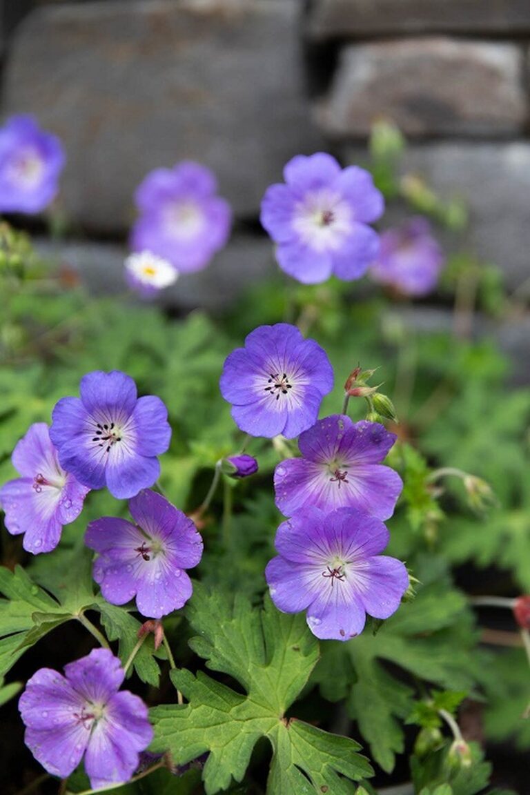 17 Stunning Blue and White Flowers for a Dreamy Garden