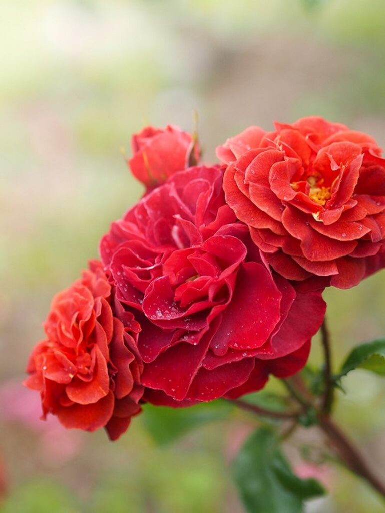 7 Beautiful Brown Roses That Will Take Your Breath Away