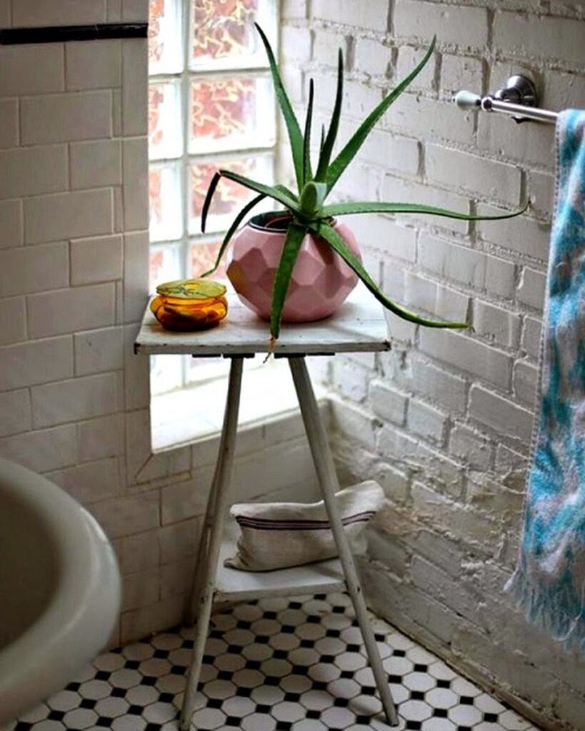 27 Stunning Aloe Vera Plant Display Ideas Indoors for Your Home