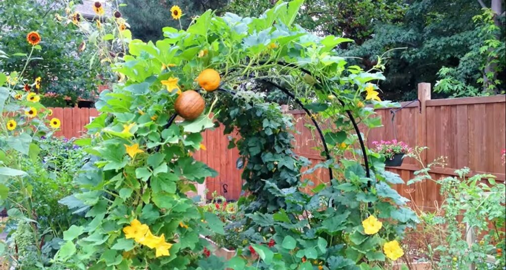 17 Fantastic DIY Squash Trellis Ideas for Your Garden
