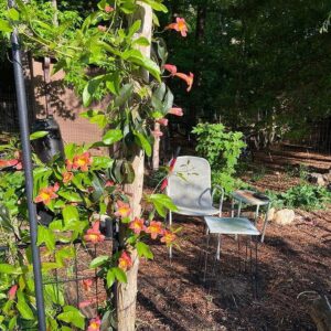 11 Stunning Climbers and Vines with Orange Flowers for Your Garden
