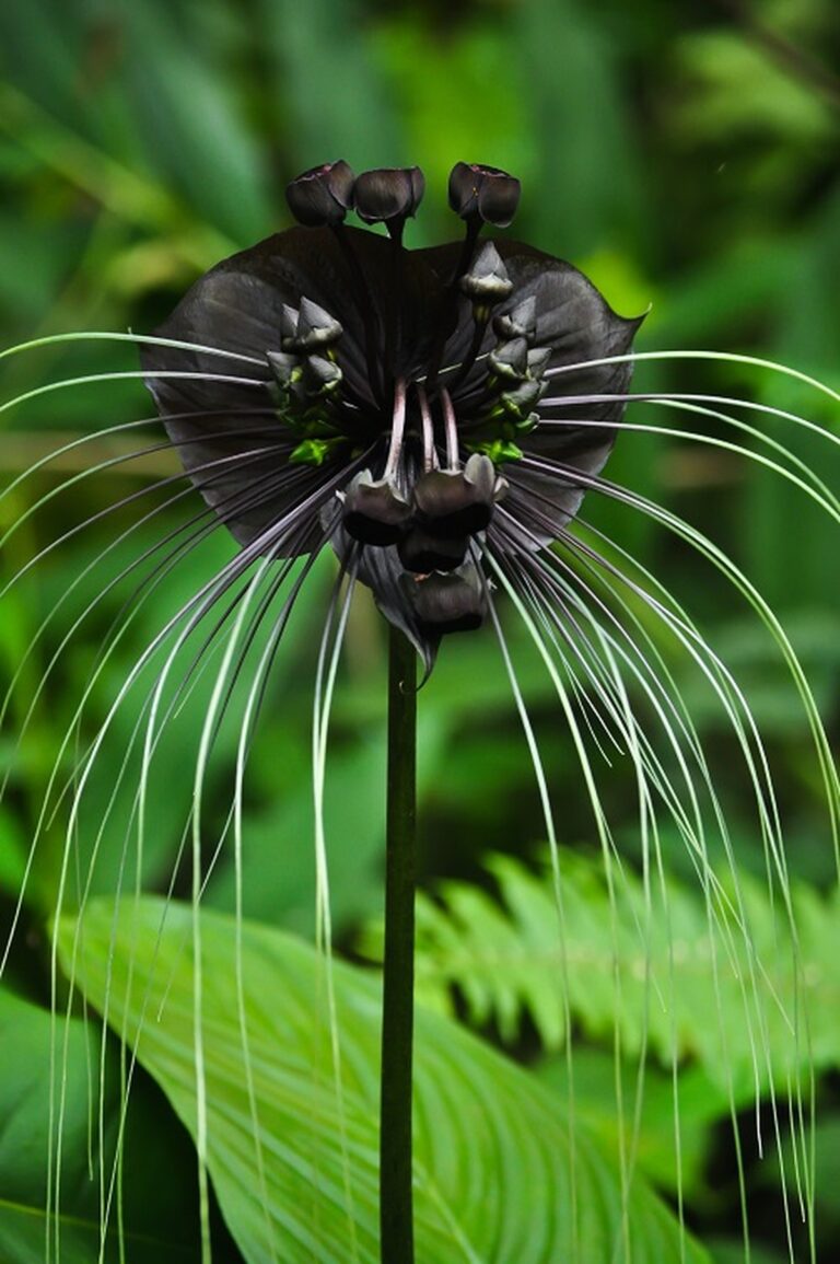 26 Breathtaking Rare and Unique Orchids Around the World