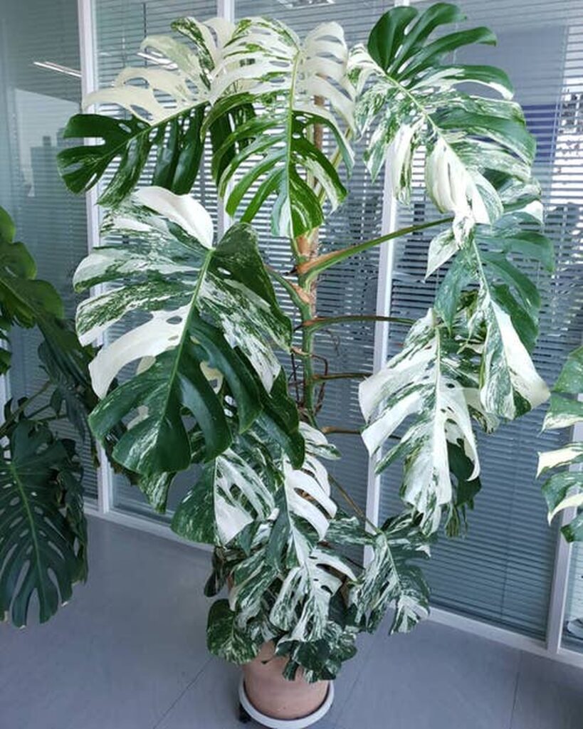 11 Stunning Variegated Monstera Varieties to Brighten Your Home