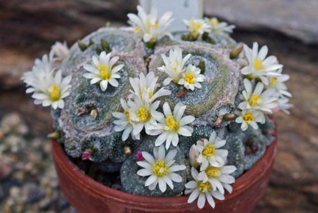 28 Stunning Rare Cactus Plants to Transform Your Home Garden