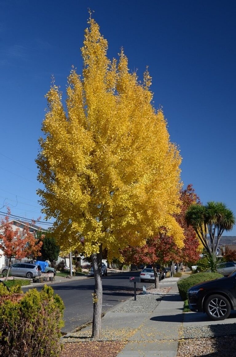 28 Stunning Tall Skinny Trees for Your Perfect Garden Oasis
