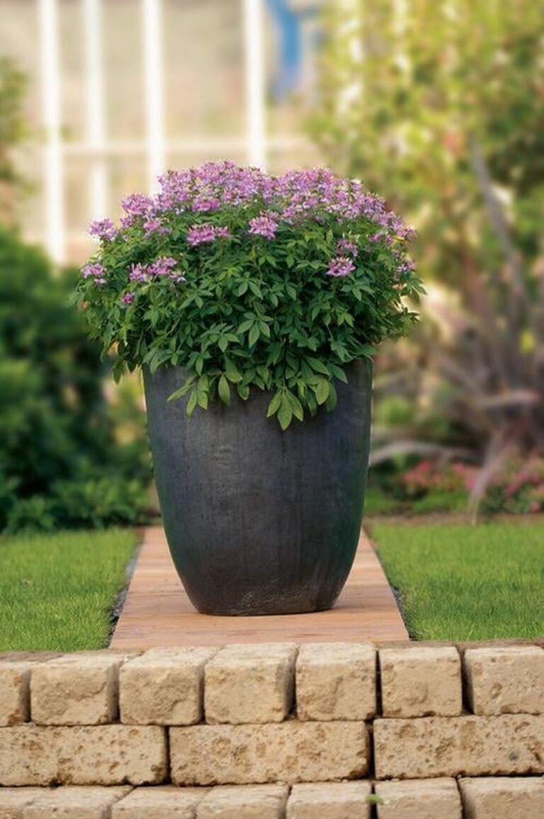 47 Stunning Flowers for Full Sun That Thrive in Blazing Heat