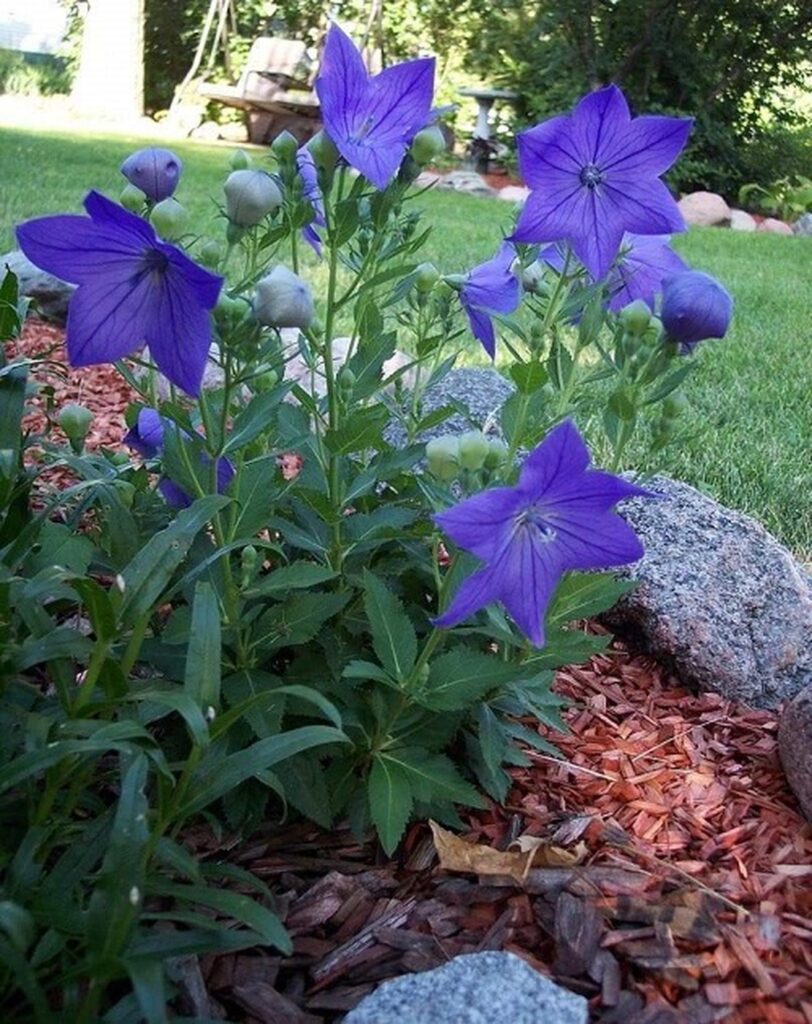 16 Stunning Dark Blue Flowers to Enchant Your Garden