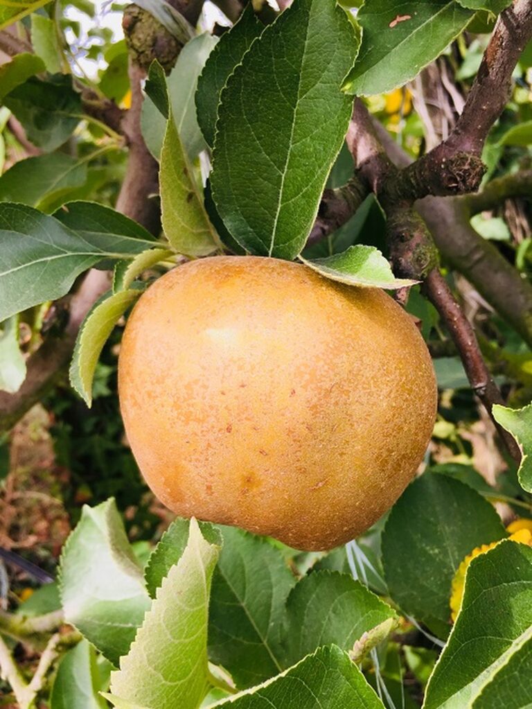 27 Delicious Yellow Apple Varieties Perfect For Your Garden