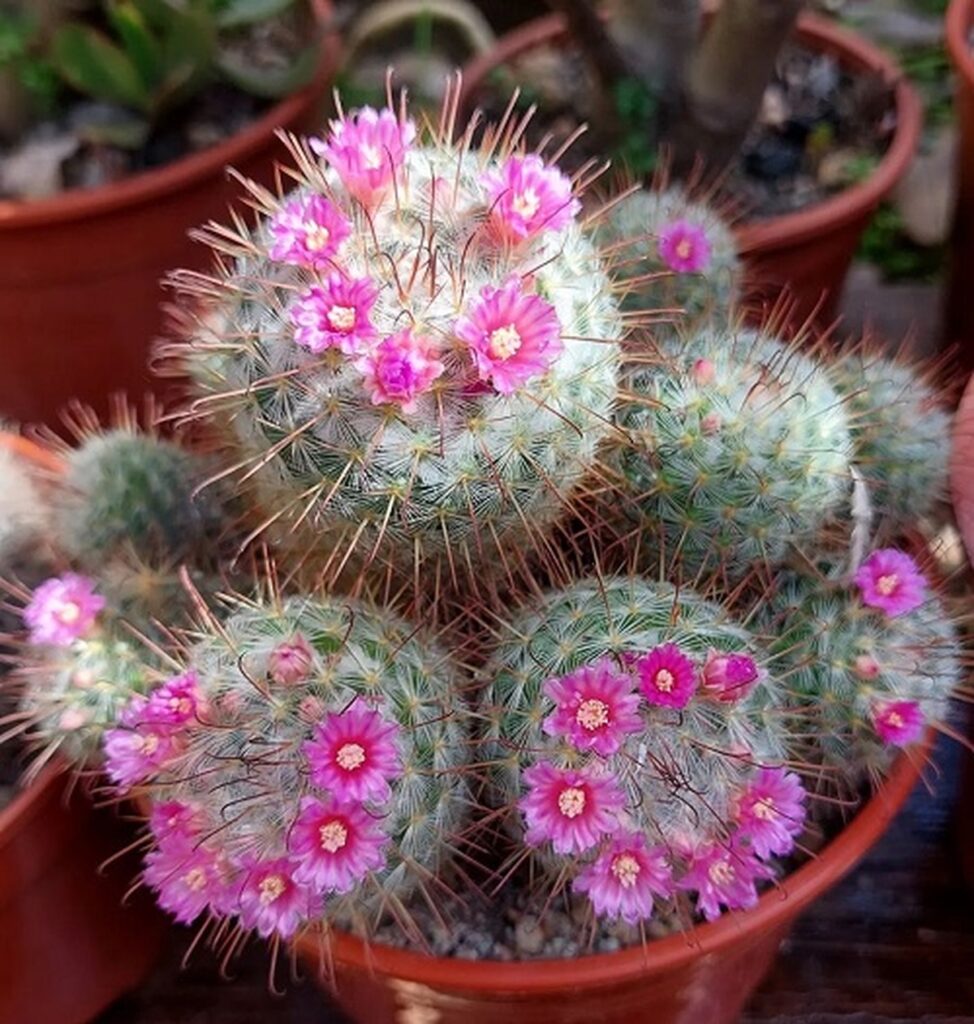 32 Stunning Mexican Flowers for Any Garden