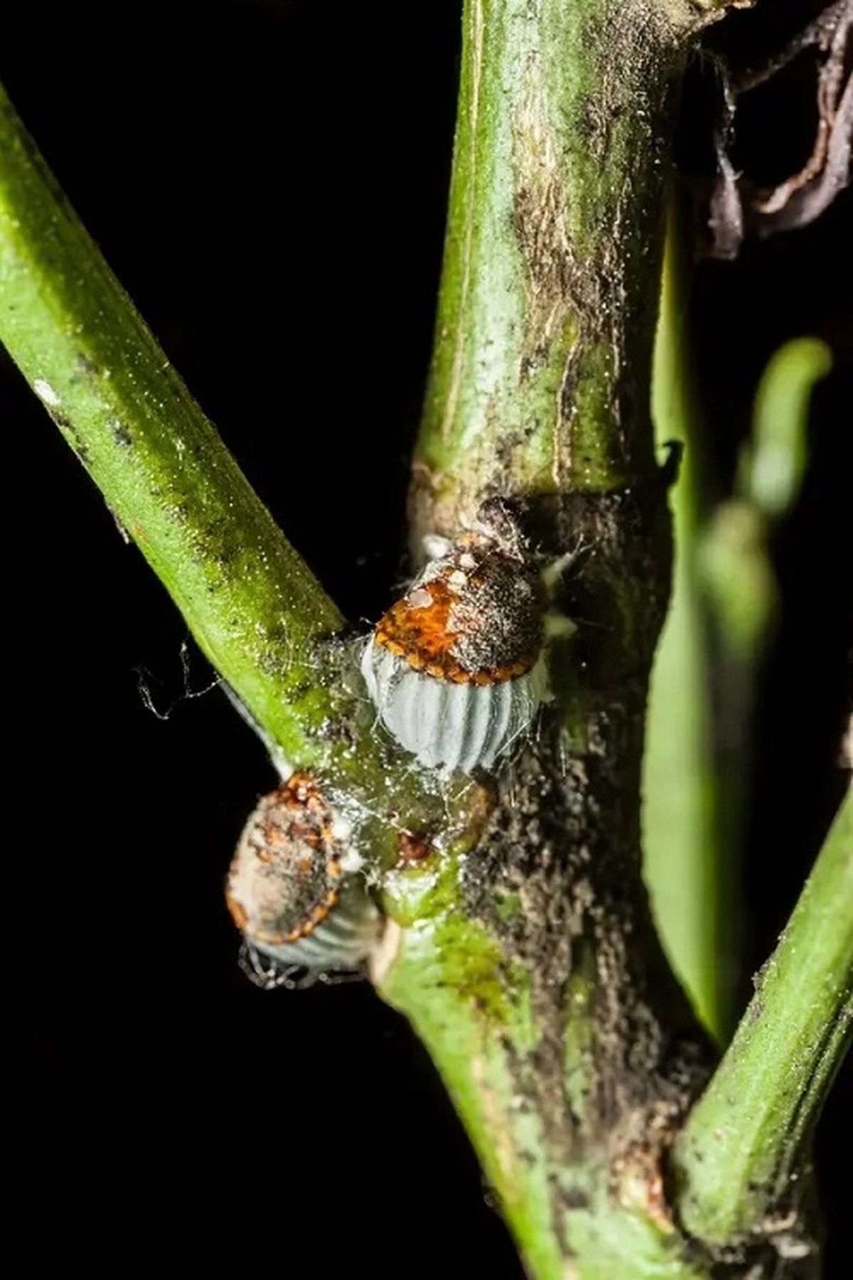 16 Fascinating Tiny Bugs That Look Like Specks of Dirt