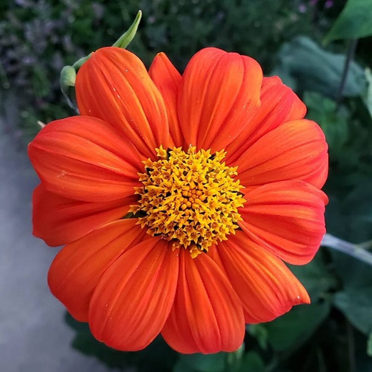 15 Popular Red Sunflower Varieties To Know