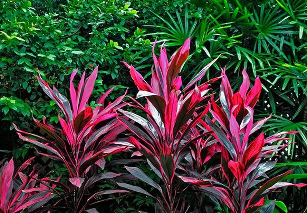 17 Stunning Red Plants in Florida with Pictures to Inspire You