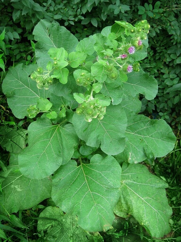 Take A Look About Plants That Resemble Rhubarb