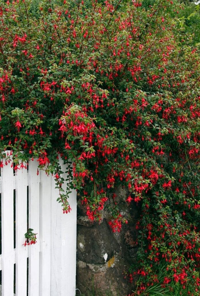 53 Gorgeous Flowering Vines and Climbers for Garden & Containers