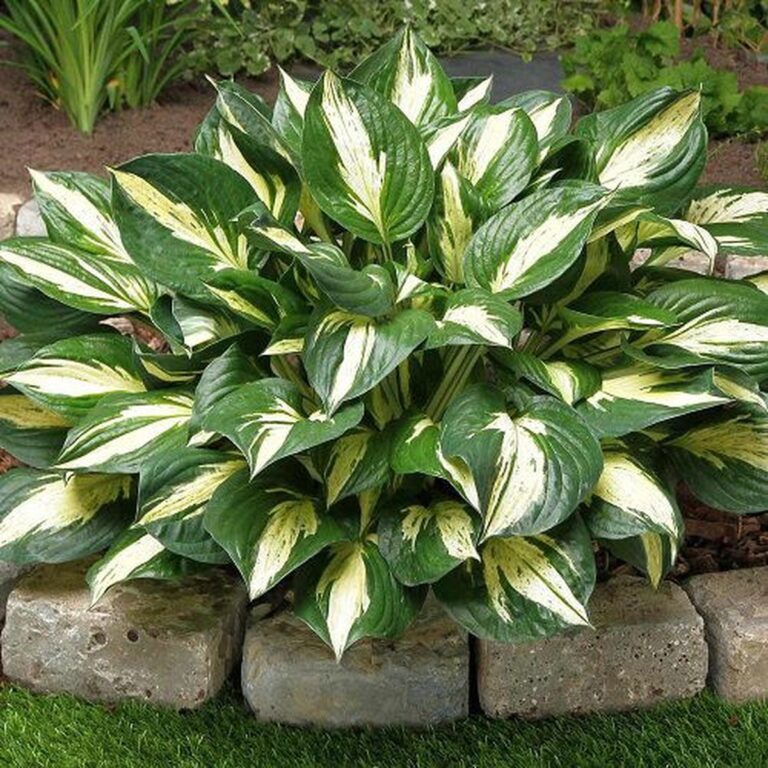 59 Stunning Types of Hostas: Discover These Beautiful Varieties